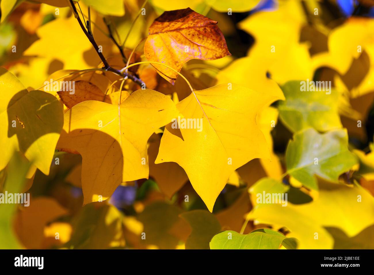 Foliar color hi-res stock photography and images - Alamy