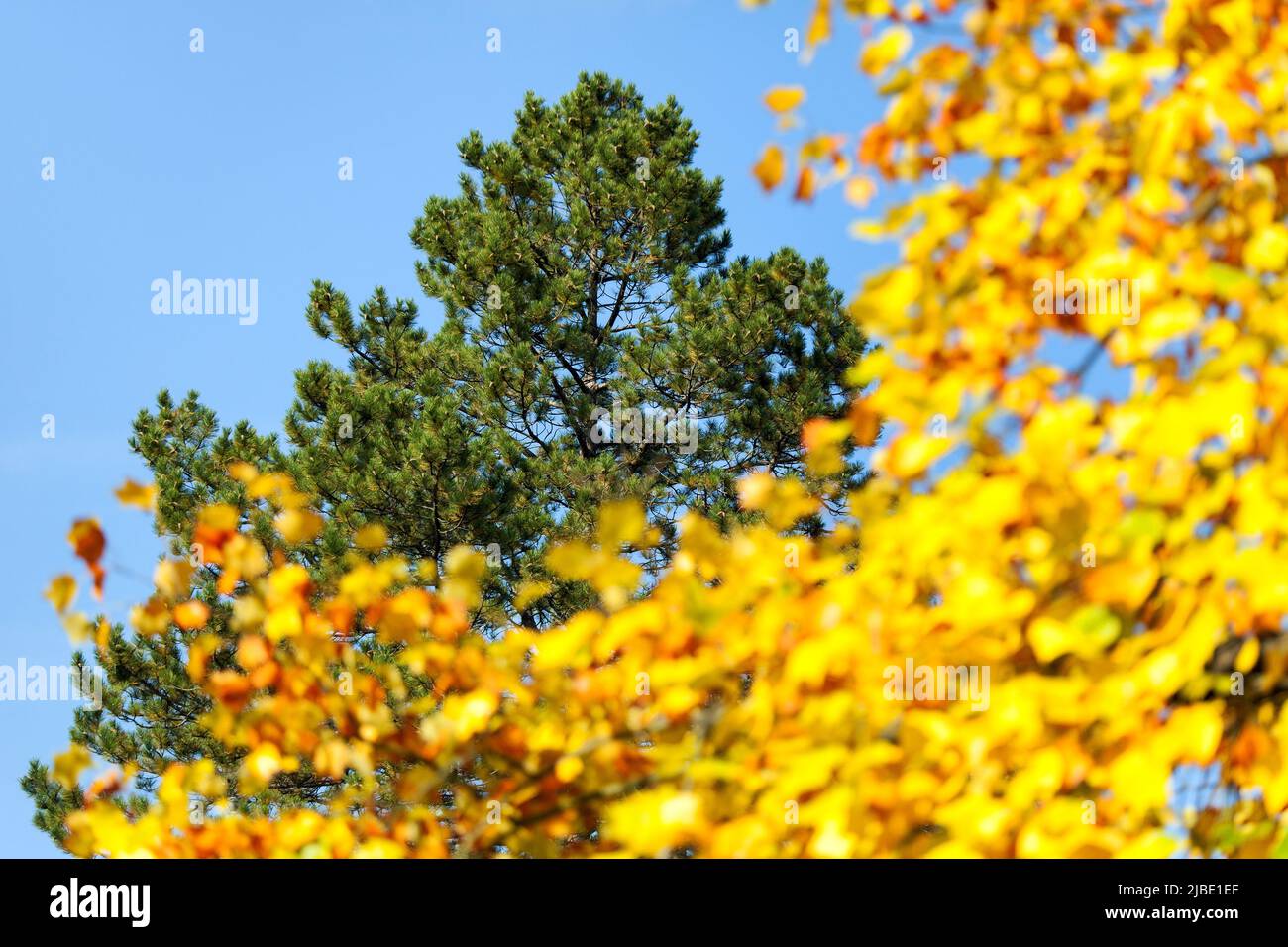 Treetop foliage conifer hi-res stock photography and images - Alamy