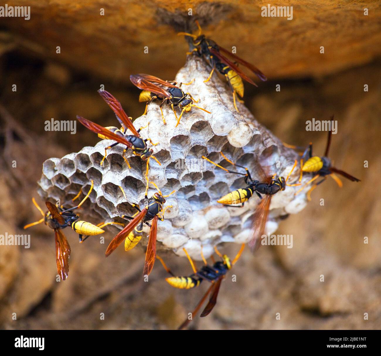 View of wasps on comb, wild insect collect nectar Stock Photo - Alamy