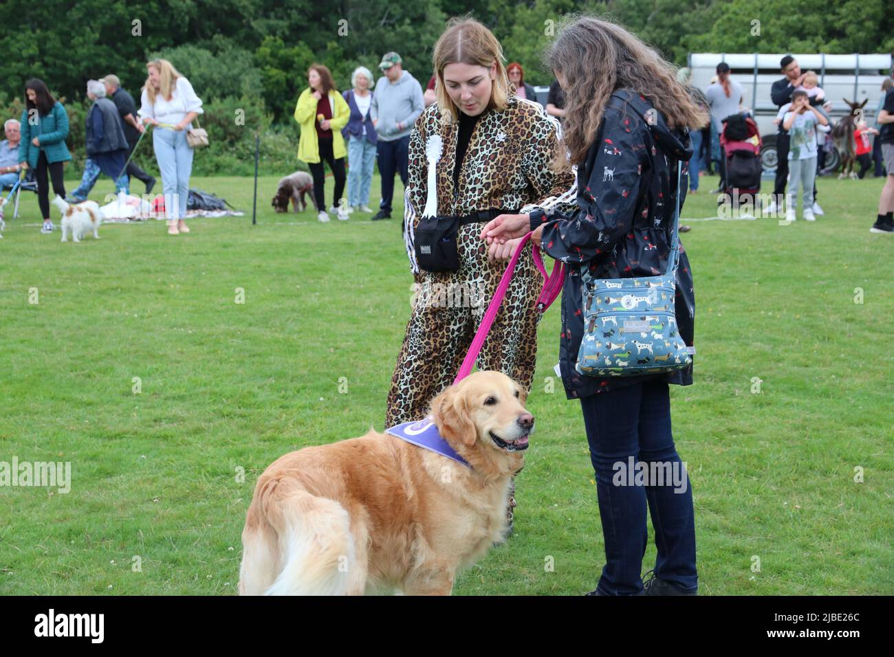 Golden retriever dog show hi-res stock photography and images - Alamy