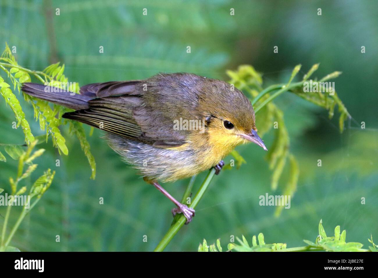 Young Bicolored Conebill (Conirostrum bicolor), isolated, perched on a ...
