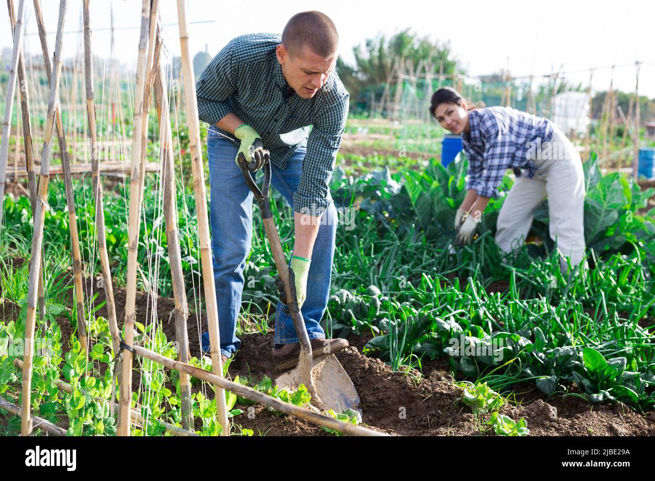 Man digging garden autumn hi-res stock photography and images - Alamy