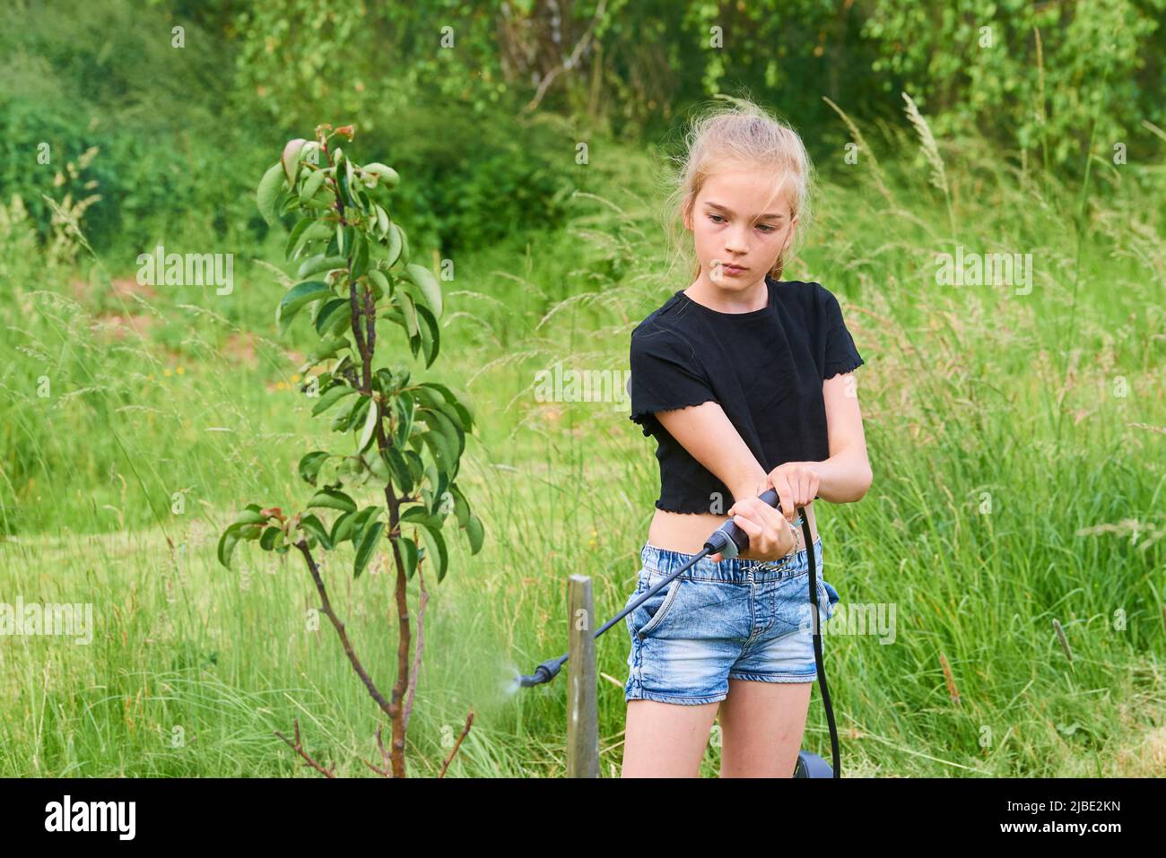 Teenage girl spraying ecological product against aphids and other pests ...