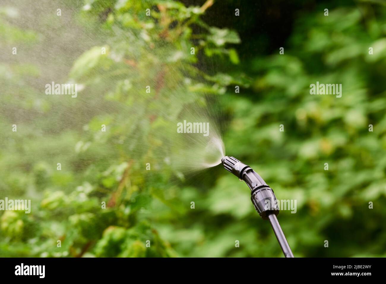 Spraying tree leaves against pests with chemicals or ecological. Detail ...