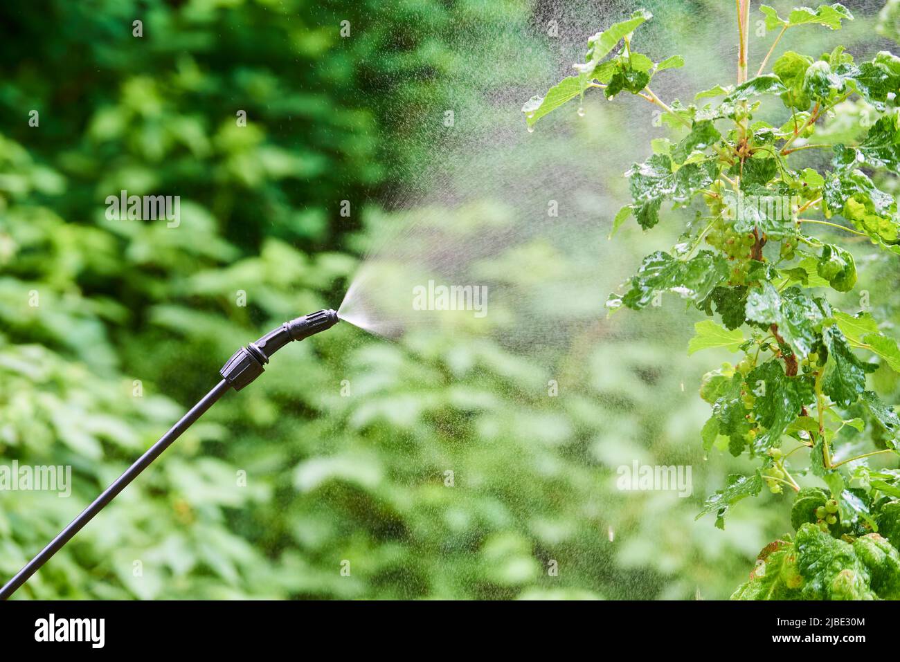 Spraying tree leaves against pests with chemicals or ecological. Detail ...