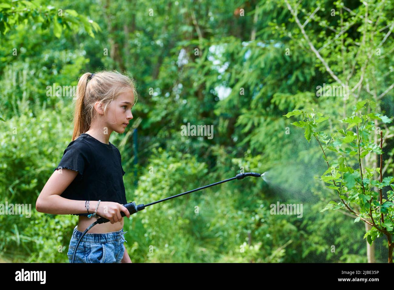 Teenage girl spraying ecological product against aphids and other pests ...