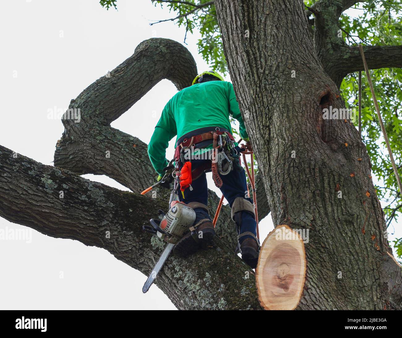 Man up a tree hi-res stock photography and images - Alamy