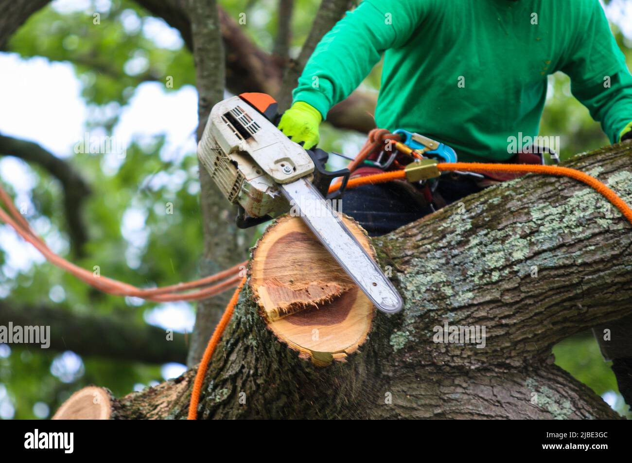 Close up of a tree removal professional sitting in a tree using a chainsaw to cut down the ...
