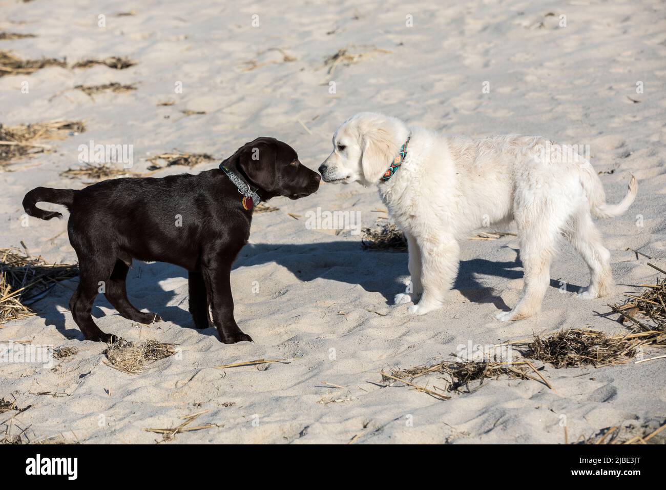 A black lab puppy and golden retriver puppy sniff noses on the beach ...