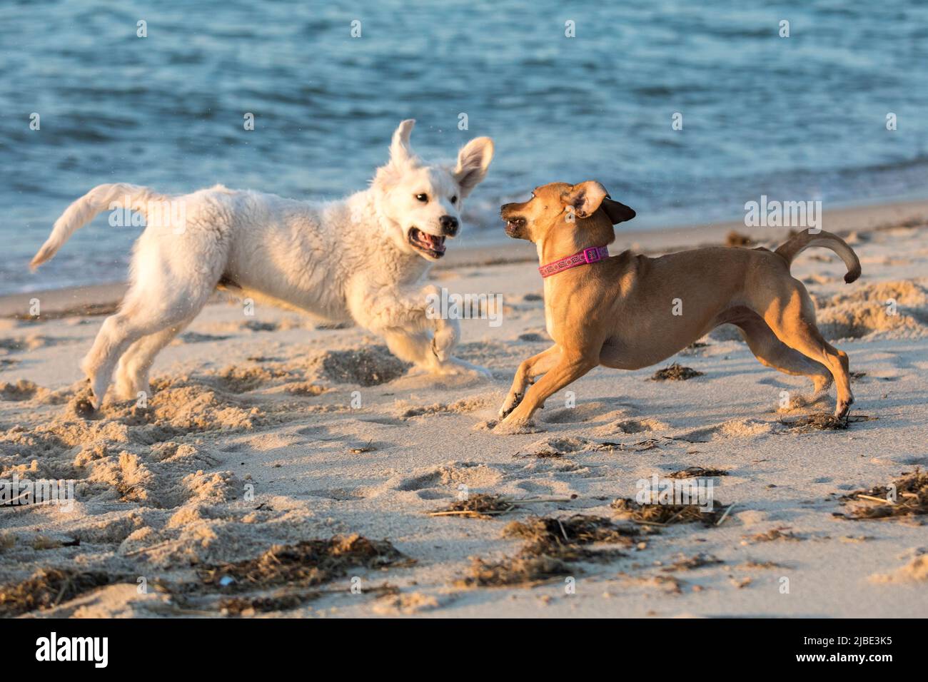 Two dogs humor beach hi-res stock photography and images - Alamy