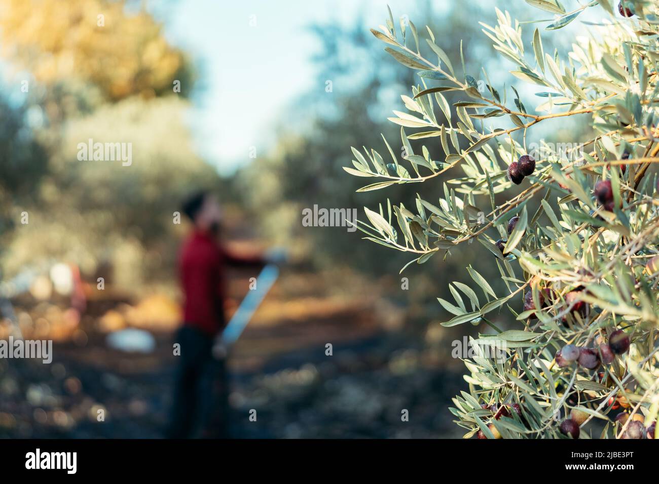 ripe olives on an olive branch Stock Photo - Alamy