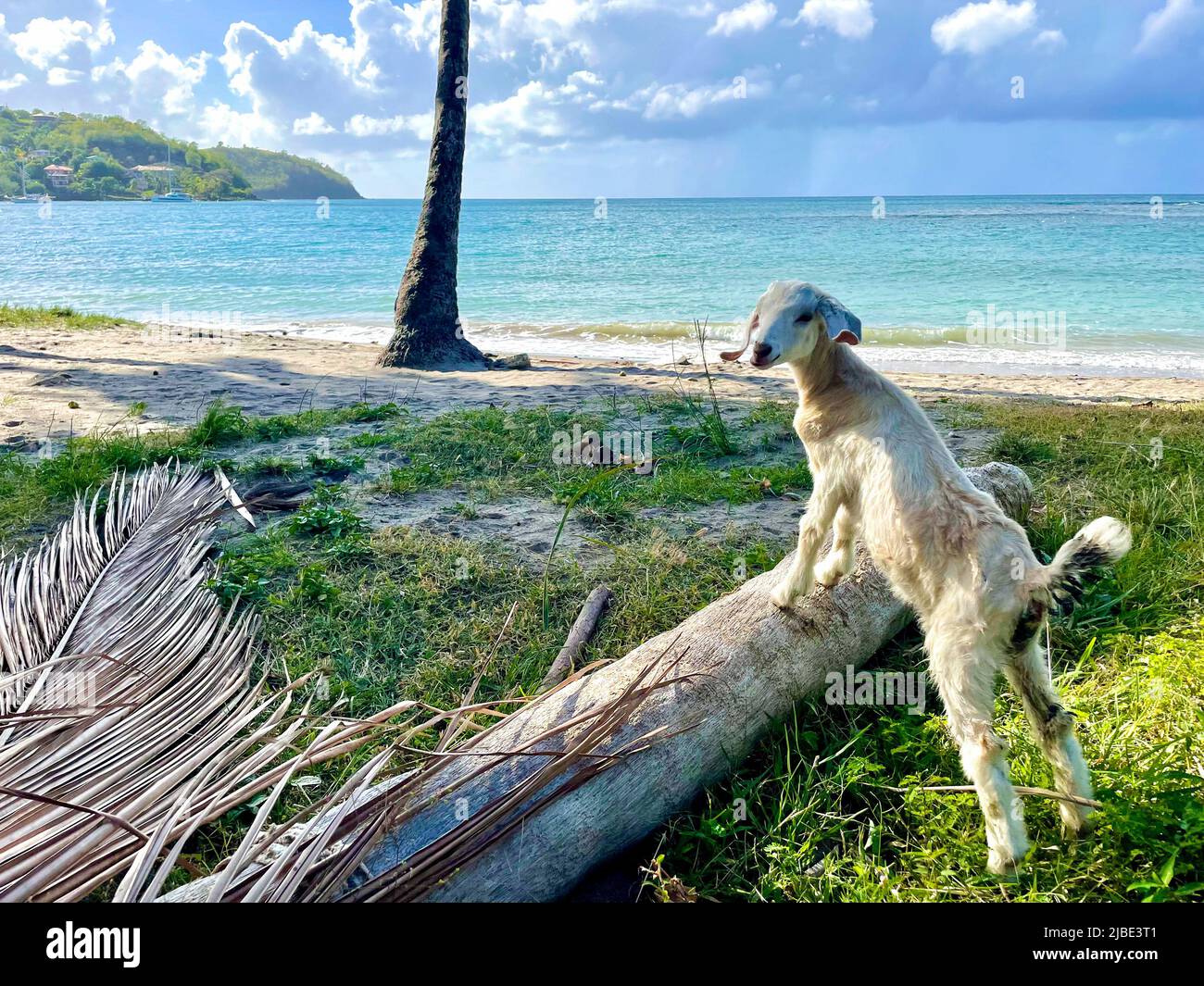 baby goat with its hooves on a log on a beach in Saint Lucia Stock ...