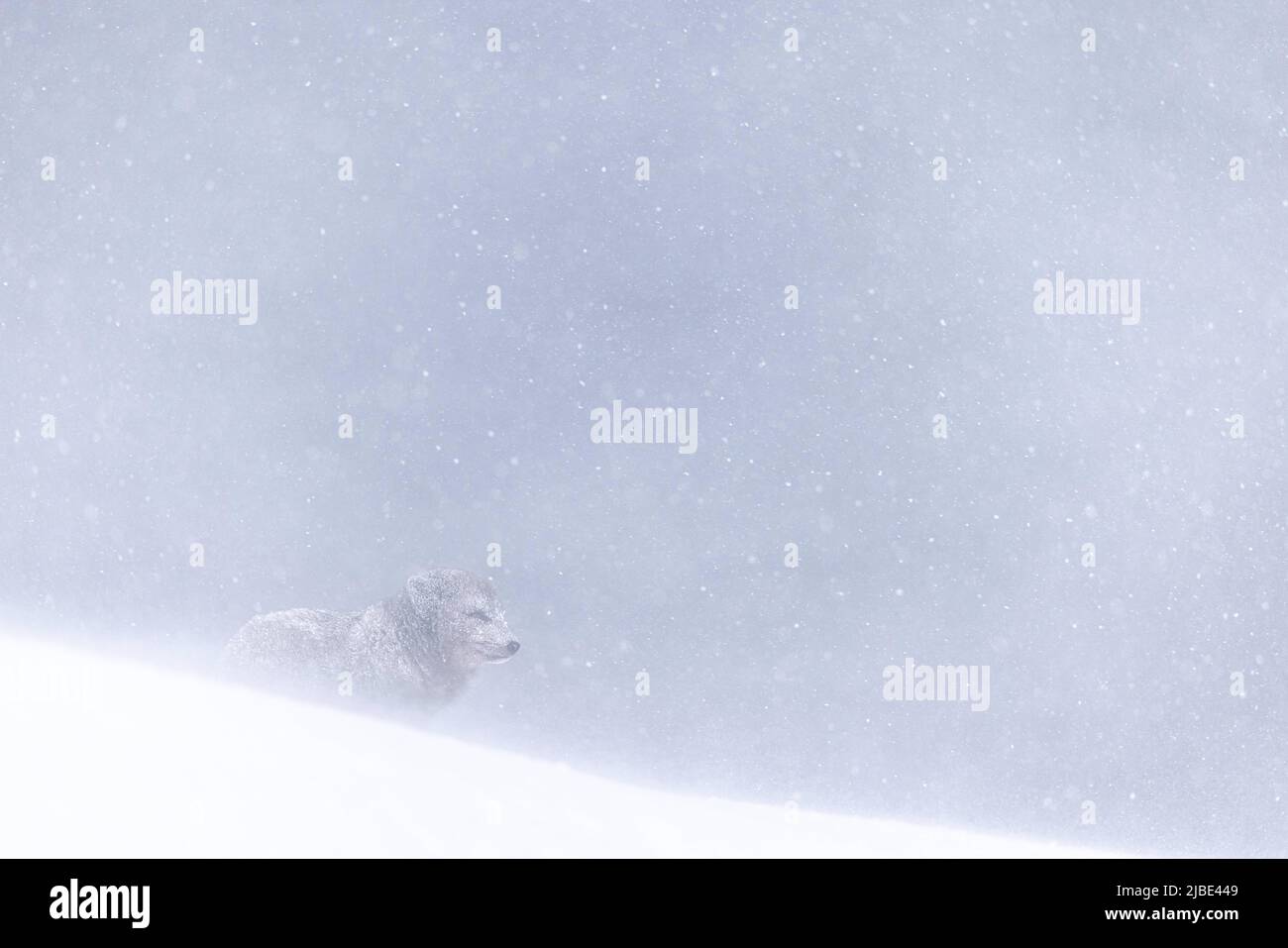 Arctic Fox enjoying the snow in Hornstrandir Nature Reserve, Iceland Stock Photo - Alamy