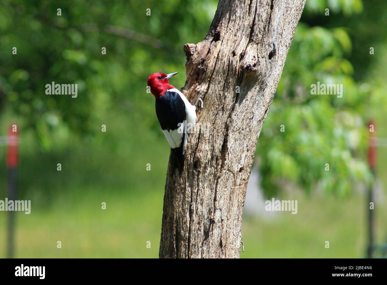 A Redheaded Woodpecker on a Dead Tree Stock Photo - Alamy