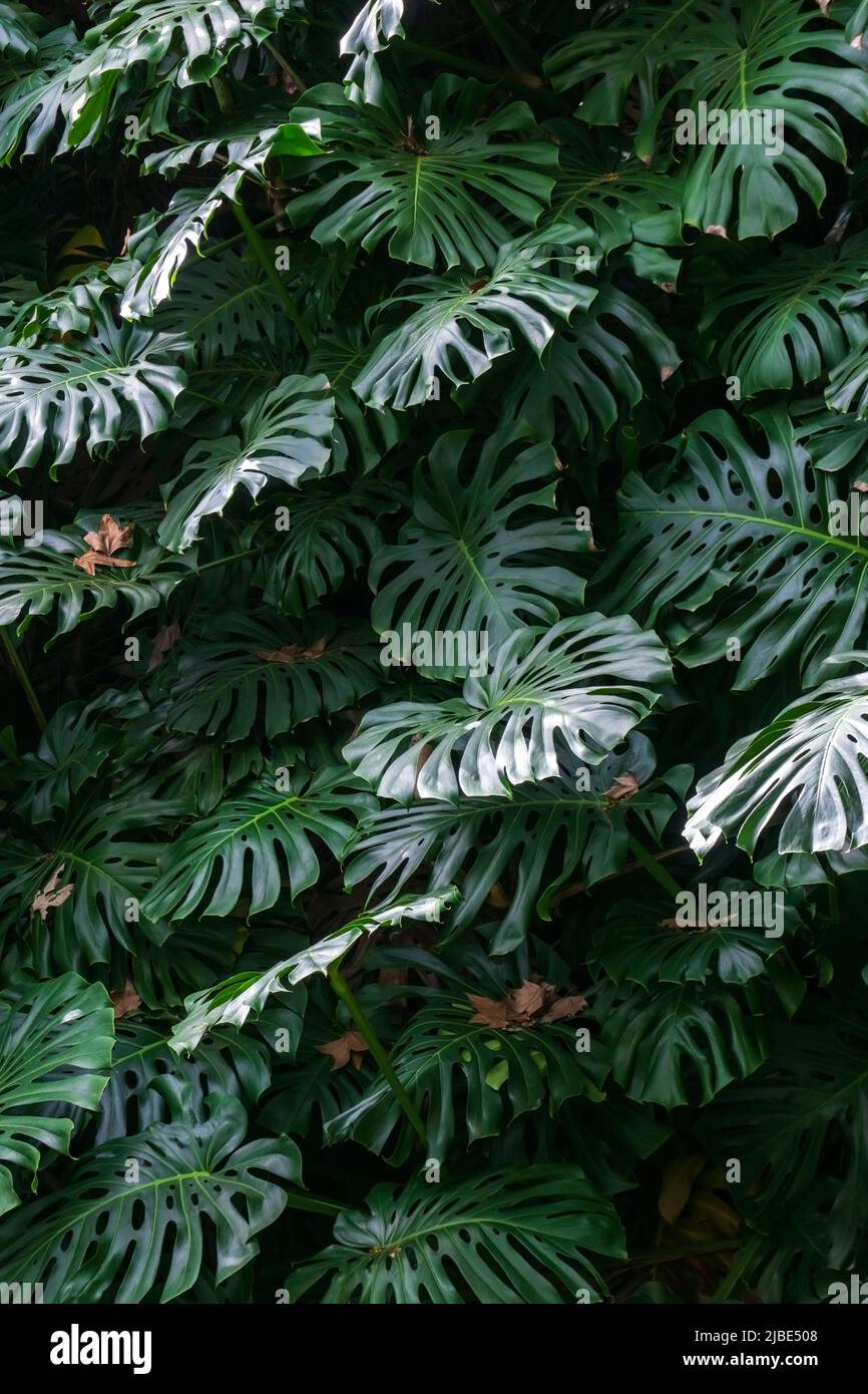 Juicy green monstera leaf hi-res stock photography and images - Alamy