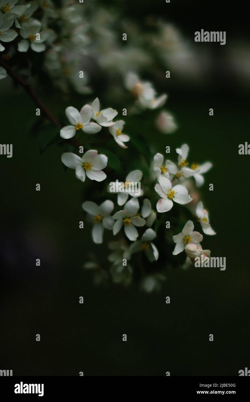Blooming apple tree, soft focus spring background Stock Photo - Alamy