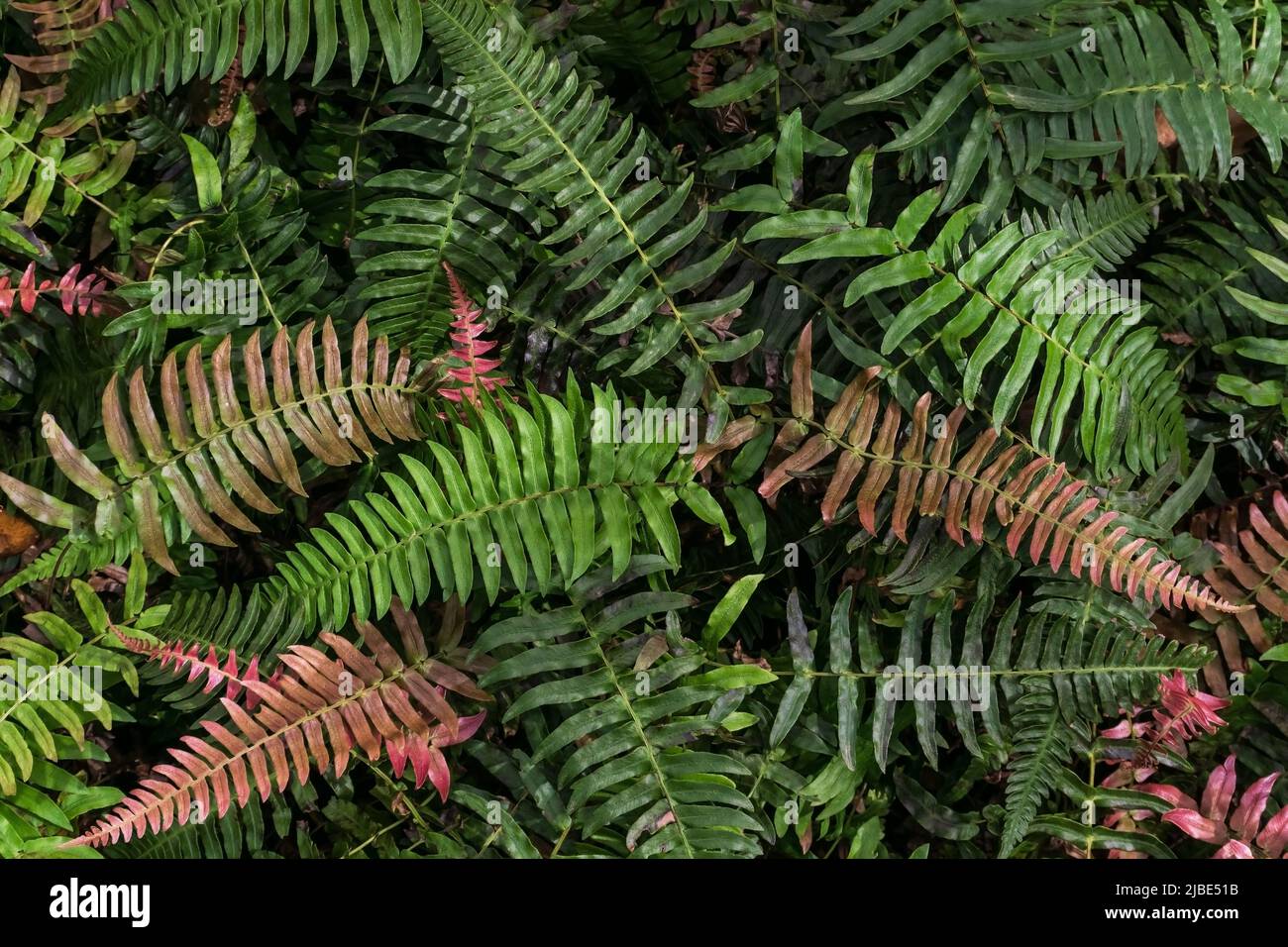 Colorful fern leaves hi-res stock photography and images - Alamy