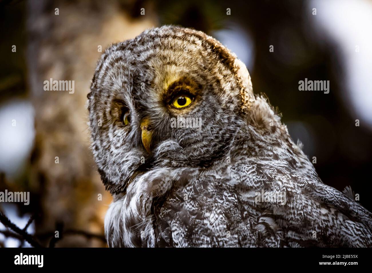 Barred Owl scanning the forest for the next meal Stock Photo - Alamy