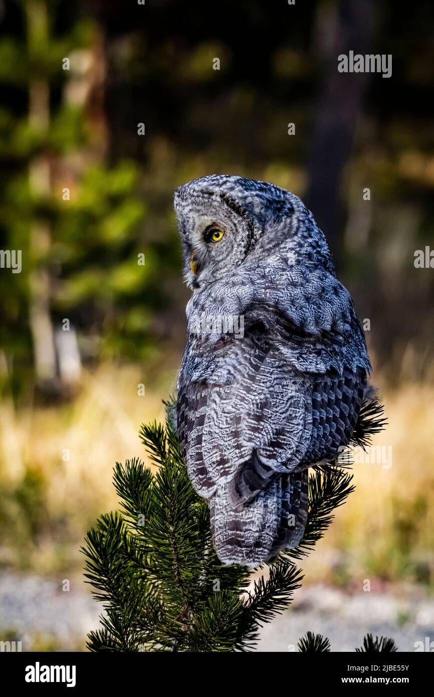 Barred Owl scanning the forest for the next meal Stock Photo - Alamy