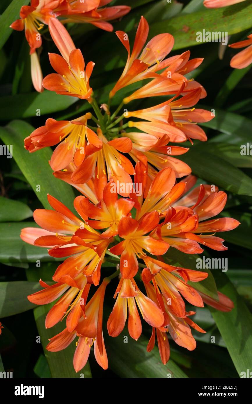 Orange clivia miniata hi-res stock photography and images - Alamy