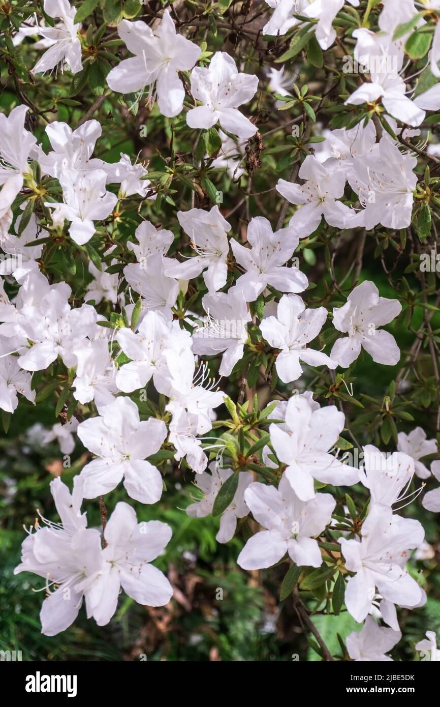 Flowering branches of Japanese azalea with white flowers Stock Photo ...