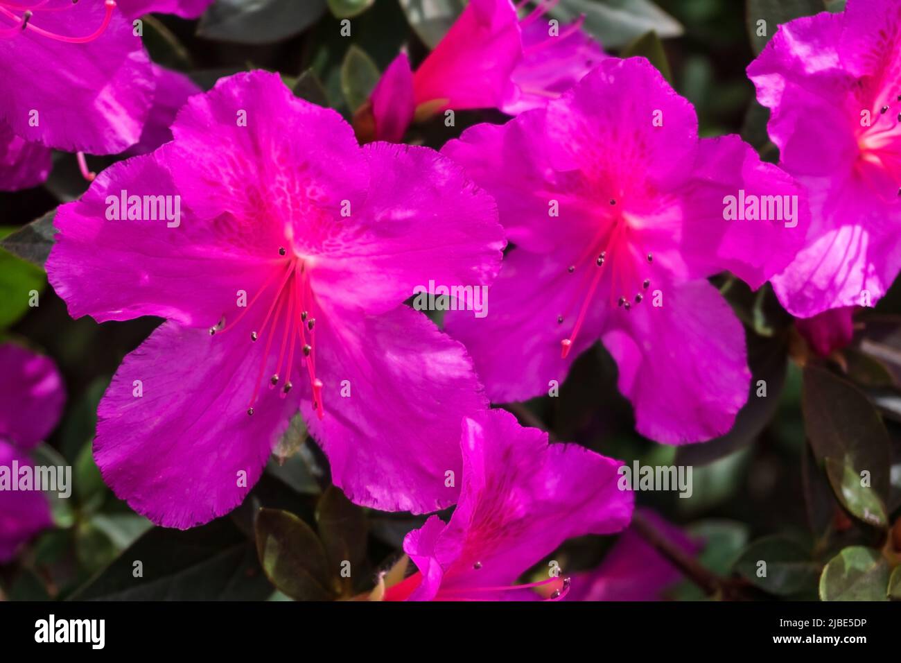 Neon magenta hi-res stock photography and images - Alamy