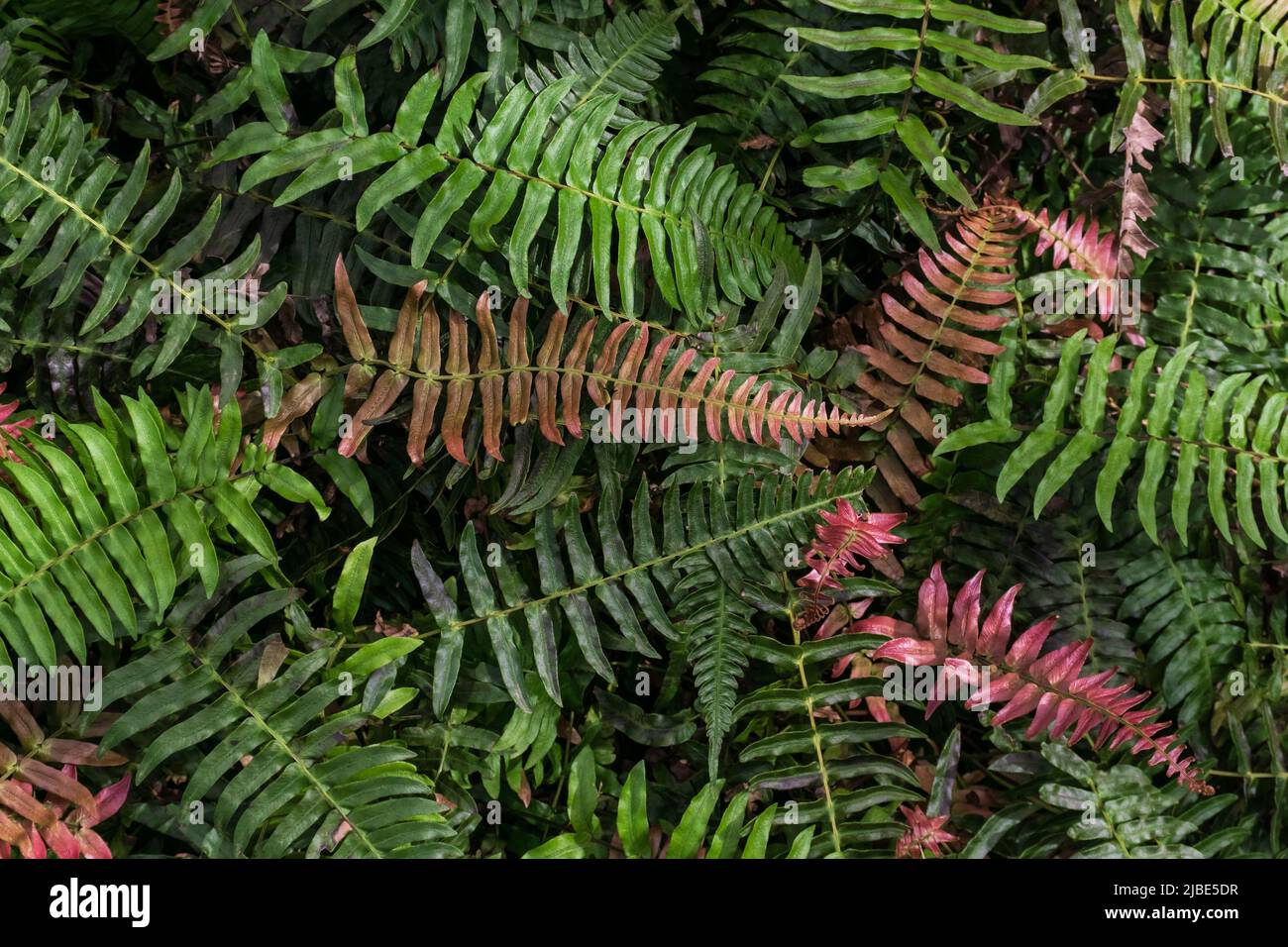 Colorful fern leaves natural background Stock Photo - Alamy