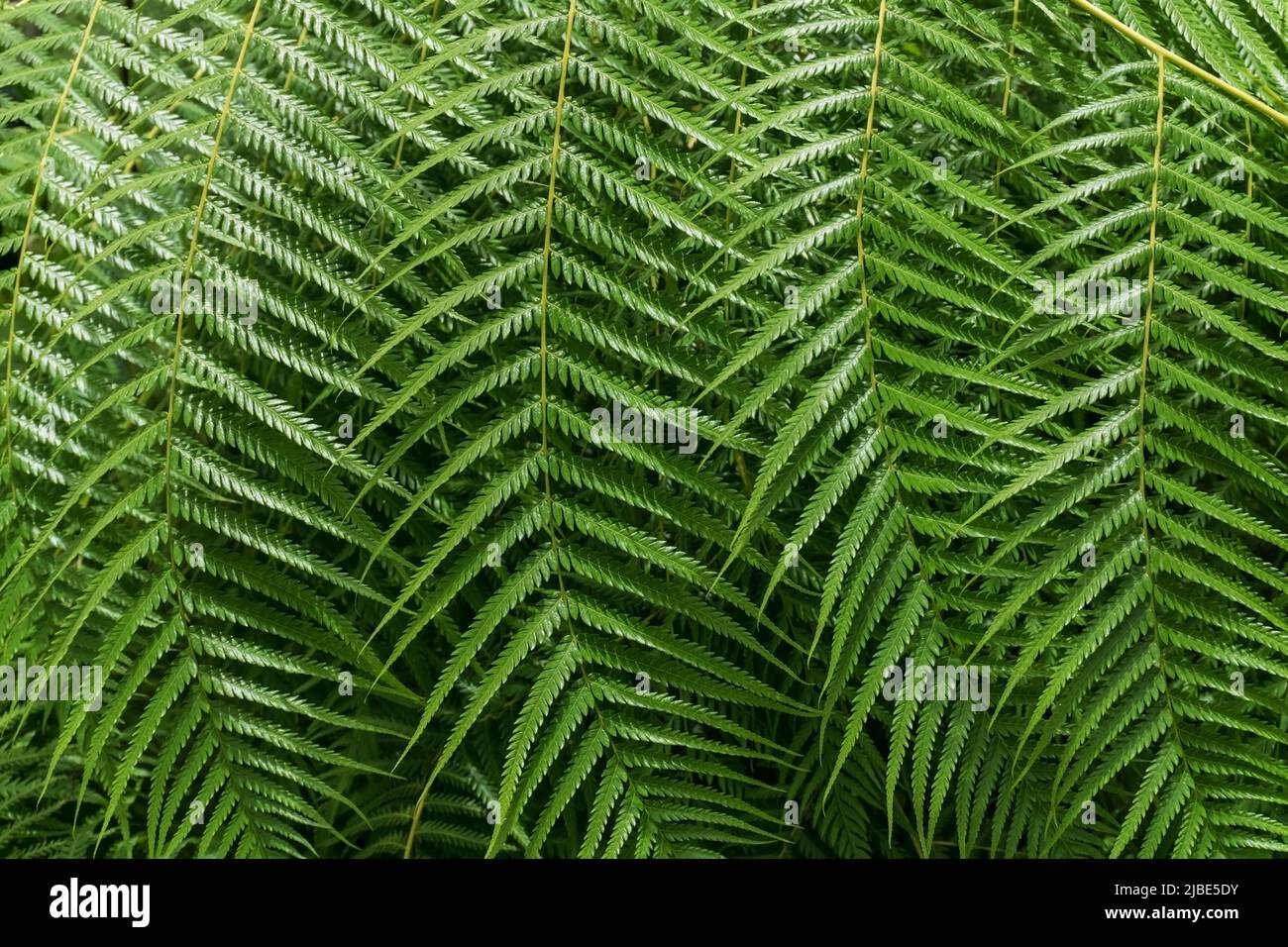Giant green fern branch background Stock Photo - Alamy