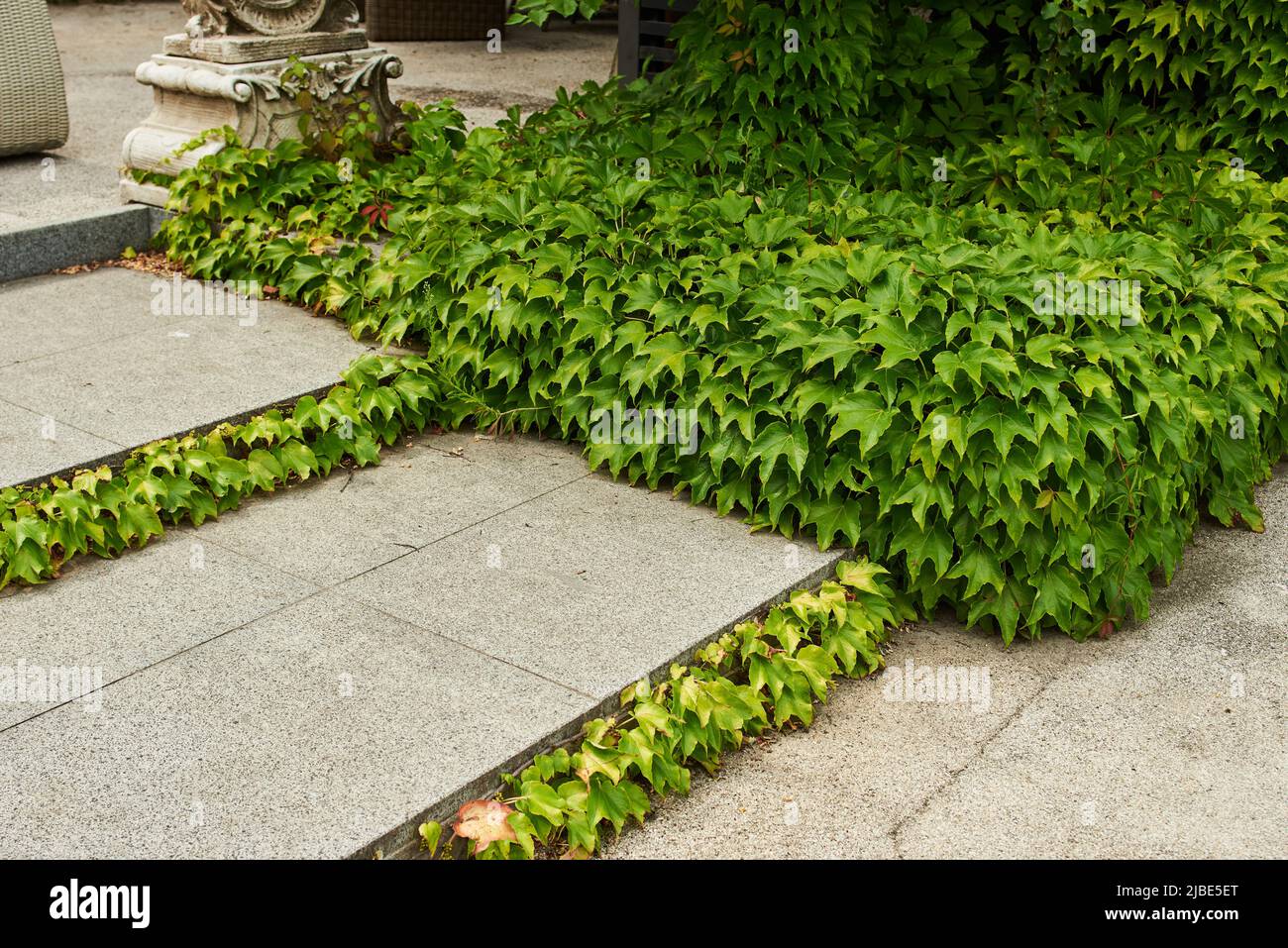 green bushes near the path in landscape design, landscaping in the park ...