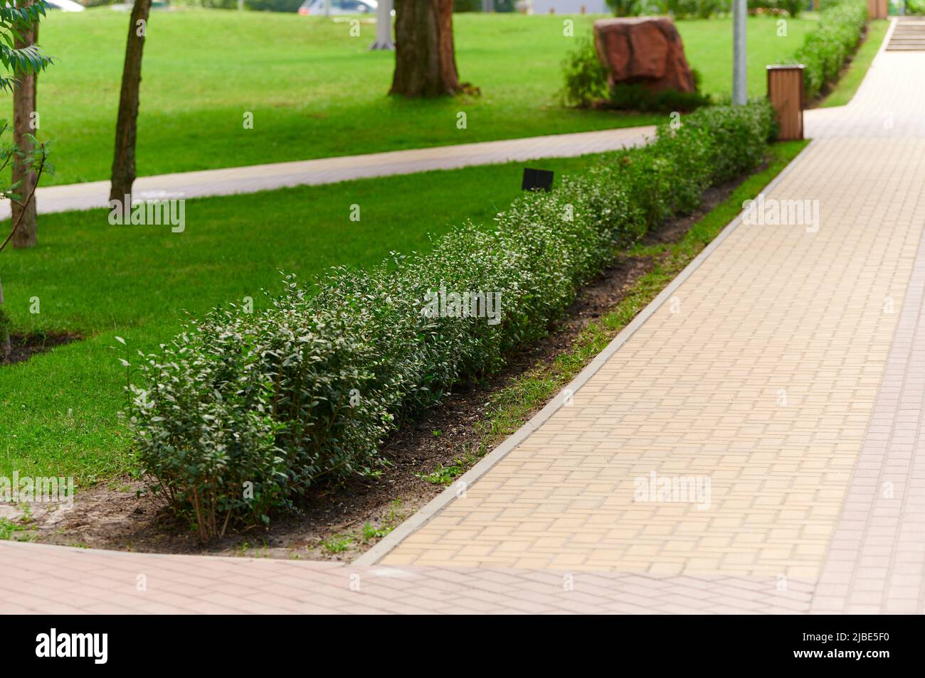 green bushes near the path in landscape design, landscaping in the park ...