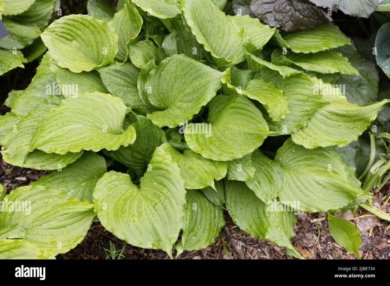 Hosta 'Apple Green' Stock Photo - Alamy
