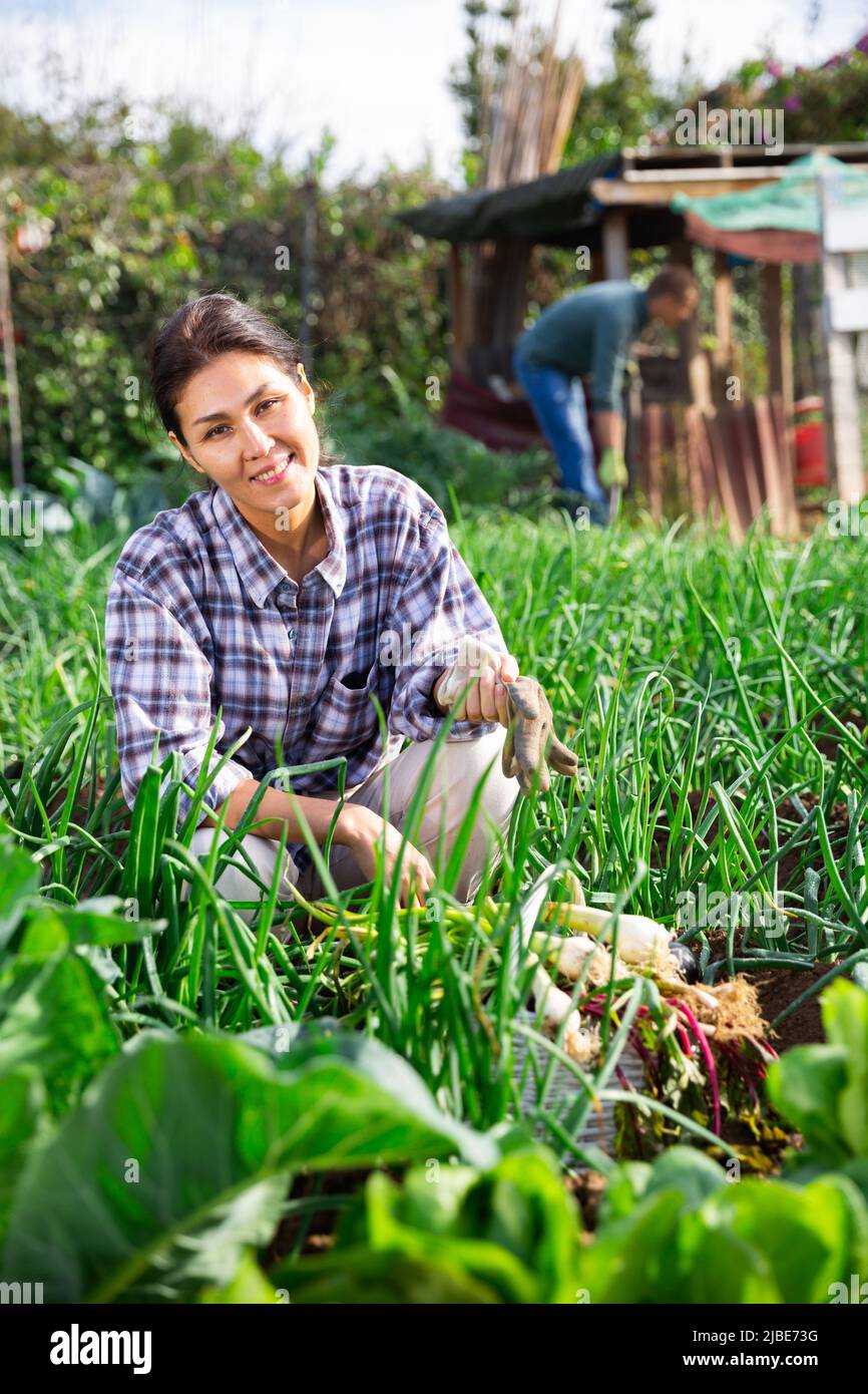 Asian woman gathering crop of scallions in garden beds Stock Photo - Alamy