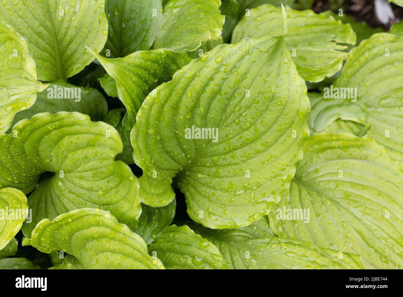 Hosta 'Apple Green' Stock Photo - Alamy