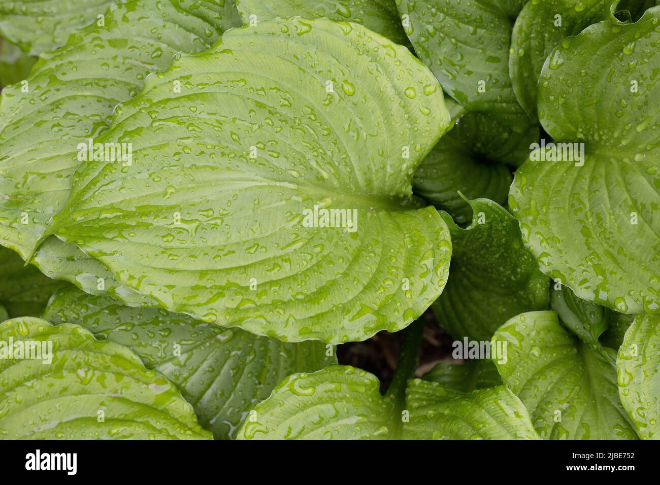 Hosta 'Apple Green' Stock Photo - Alamy
