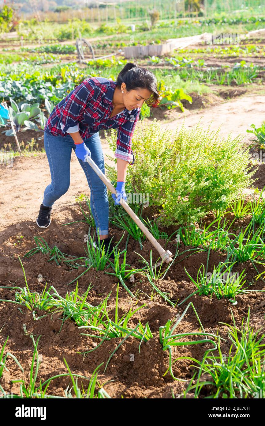 Woman weeds with a hoe garden bed Stock Photo - Alamy