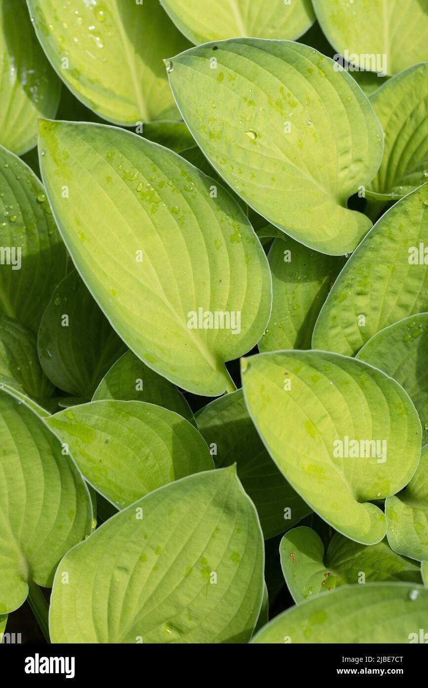 Hosta janet hi-res stock photography and images - Alamy