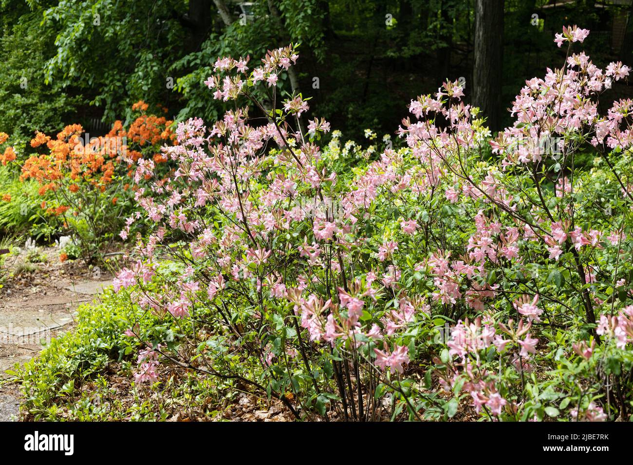 Rhododendron 'Candy Lights' Stock Photo - Alamy