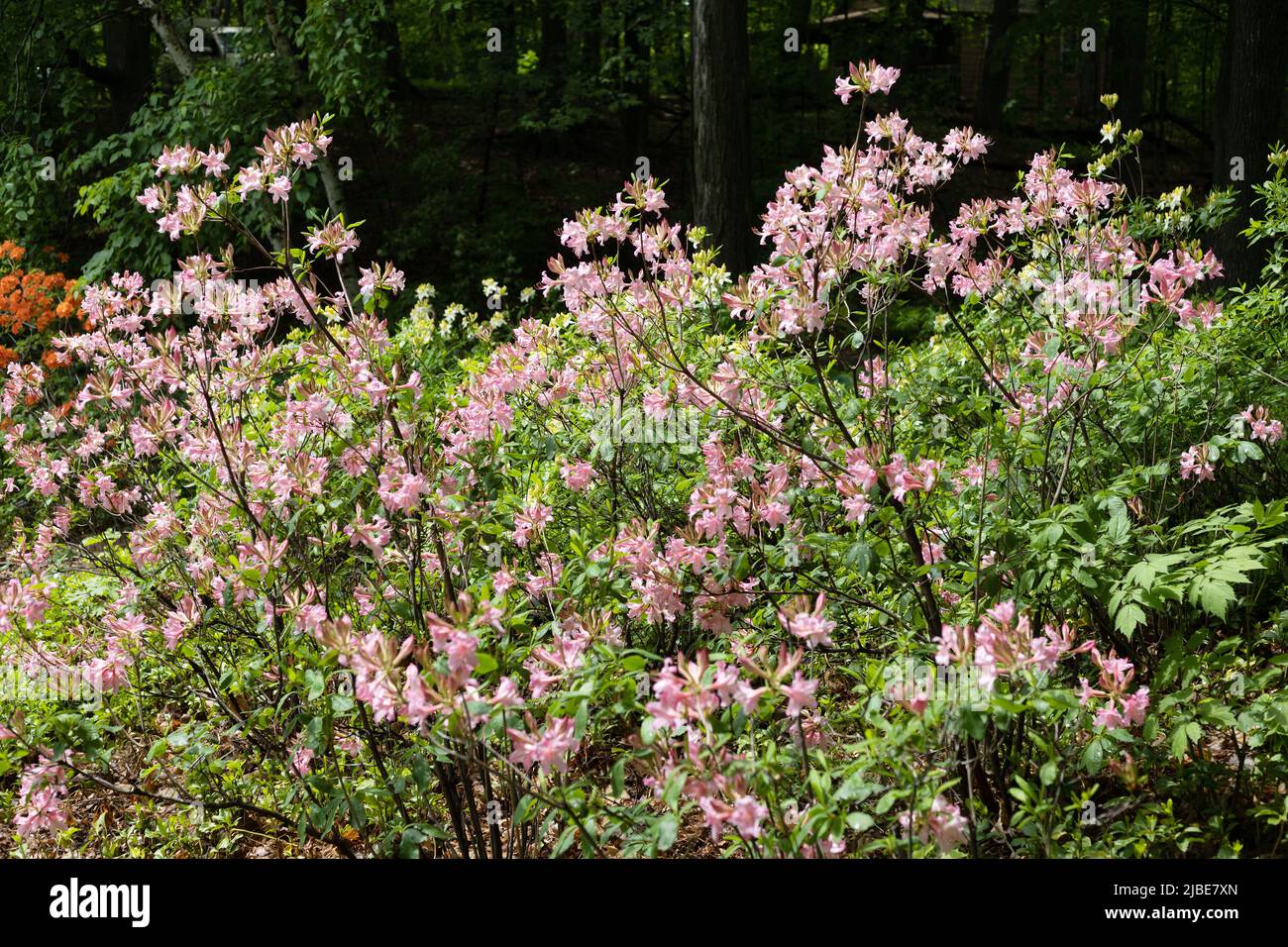 Rhododendron 'Candy Lights' Stock Photo - Alamy