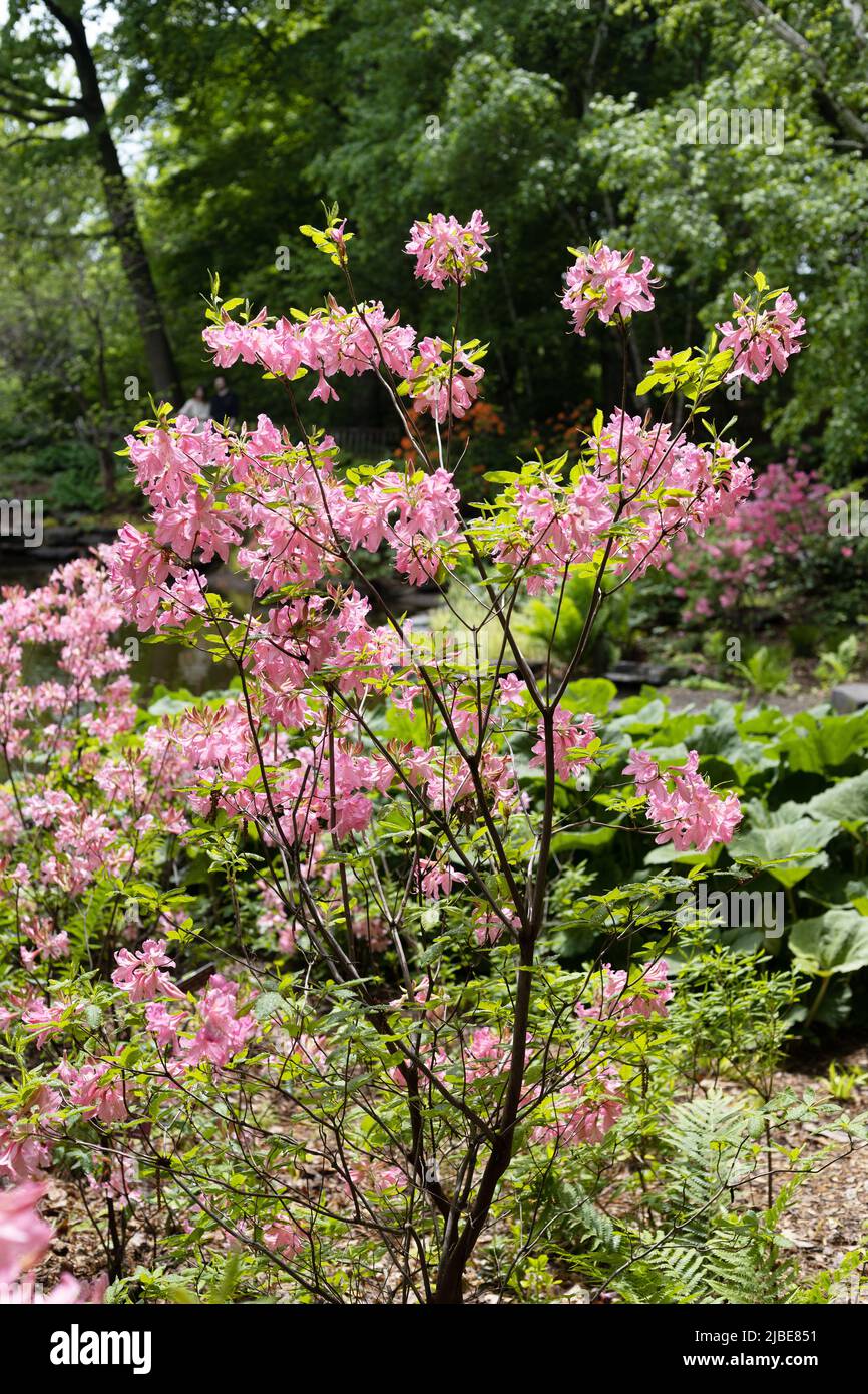 Rhododendron 'Candy Lights' Stock Photo - Alamy