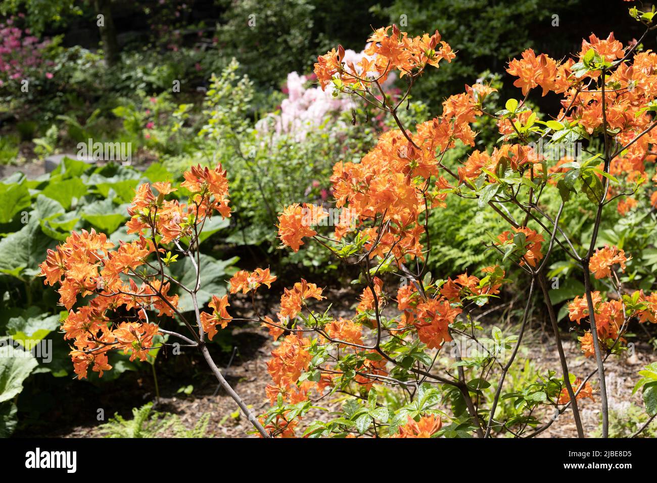 Rhododendron 'Mandarin Lights' azalea flowers Stock Photo - Alamy