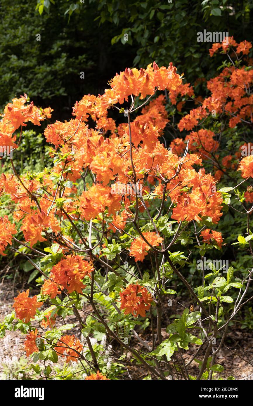 Rhododendron 'Mandarin Lights' azalea flowers Stock Photo - Alamy