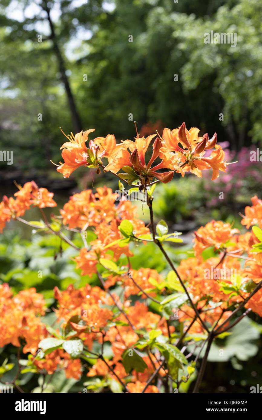 Rhododendron 'Mandarin Lights' azalea flowers Stock Photo - Alamy