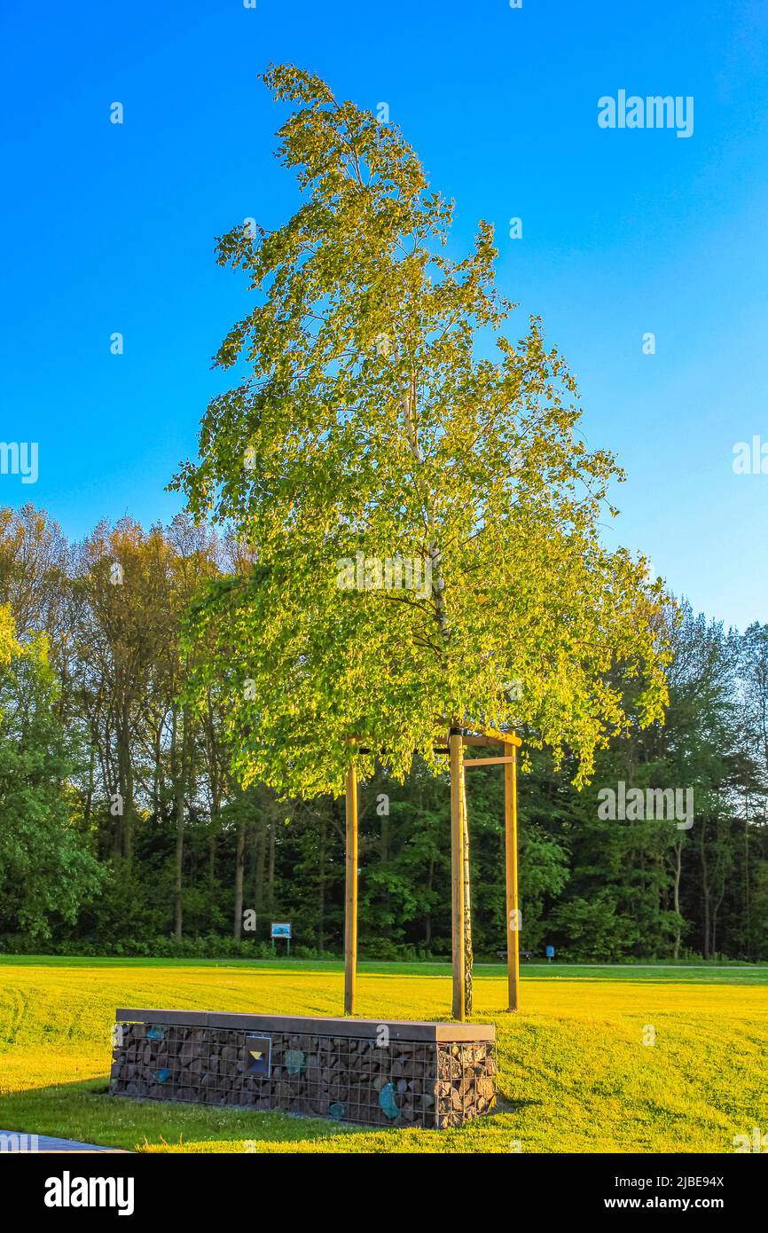 Natural beautiful panorama view with pathway and green plants trees in ...