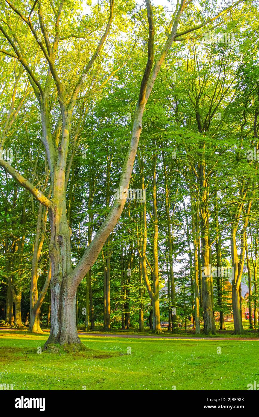 Natural beautiful panorama view with pathway and green plants trees in ...