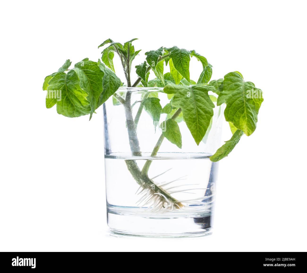 Tomato twig with roots in clear glass isolated on white Stock Photo - Alamy