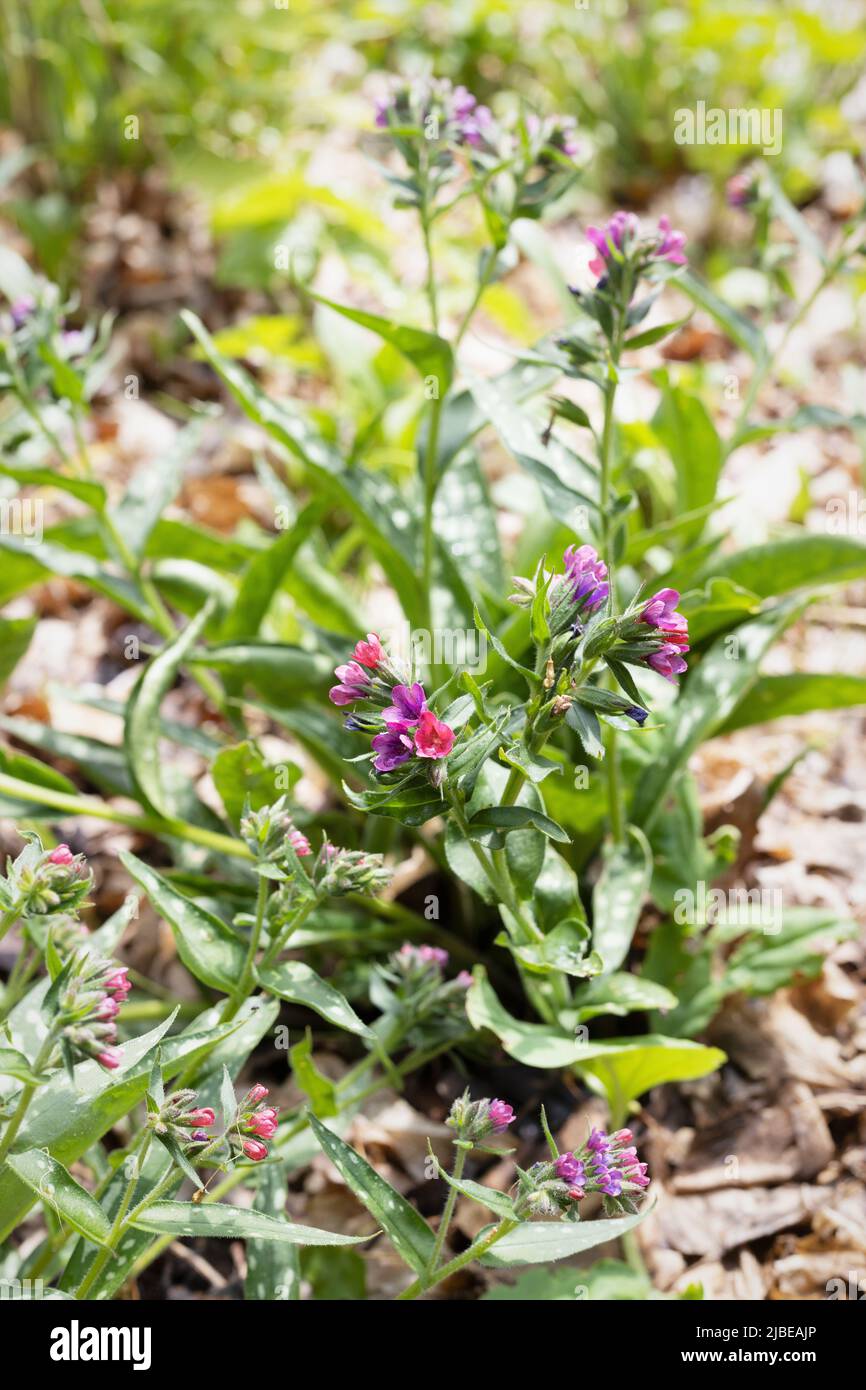 Pulmonaria 'raspberry splash' lungwort Stock Photo - Alamy