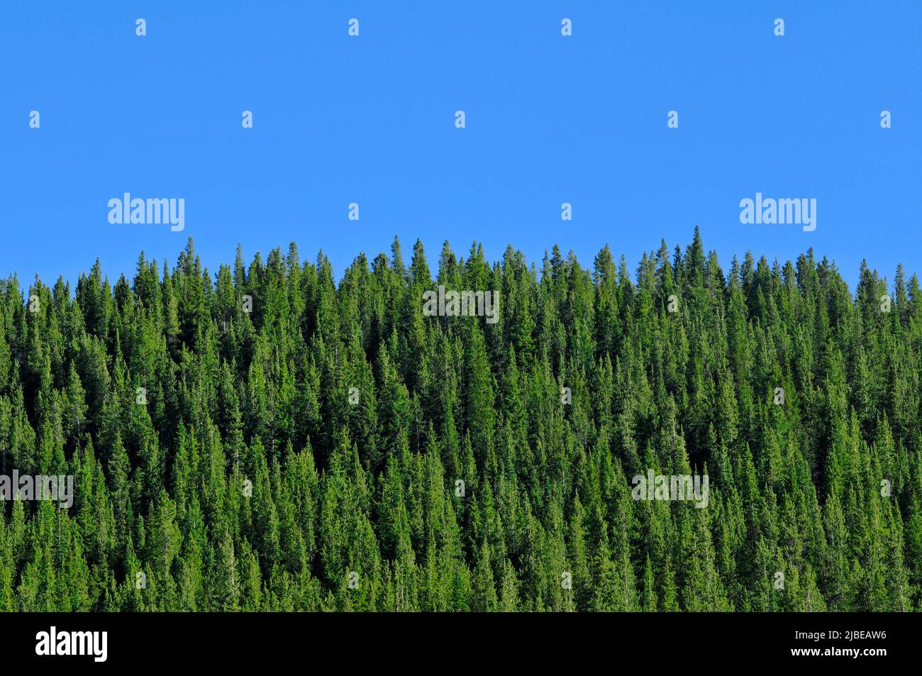 Conifer timber hi-res stock photography and images - Alamy