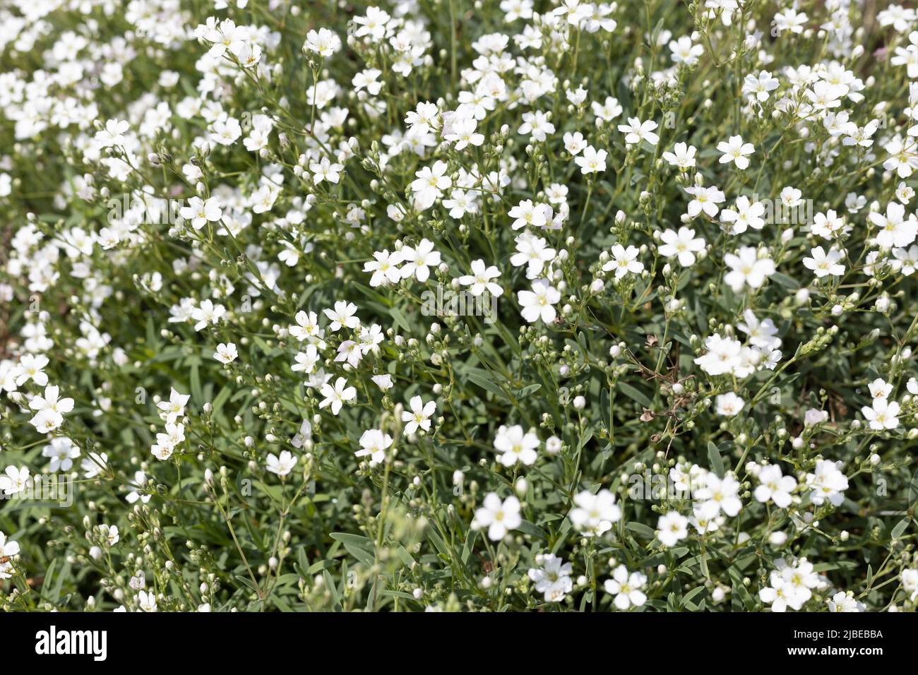 Baby breath plant hi-res stock photography and images - Alamy