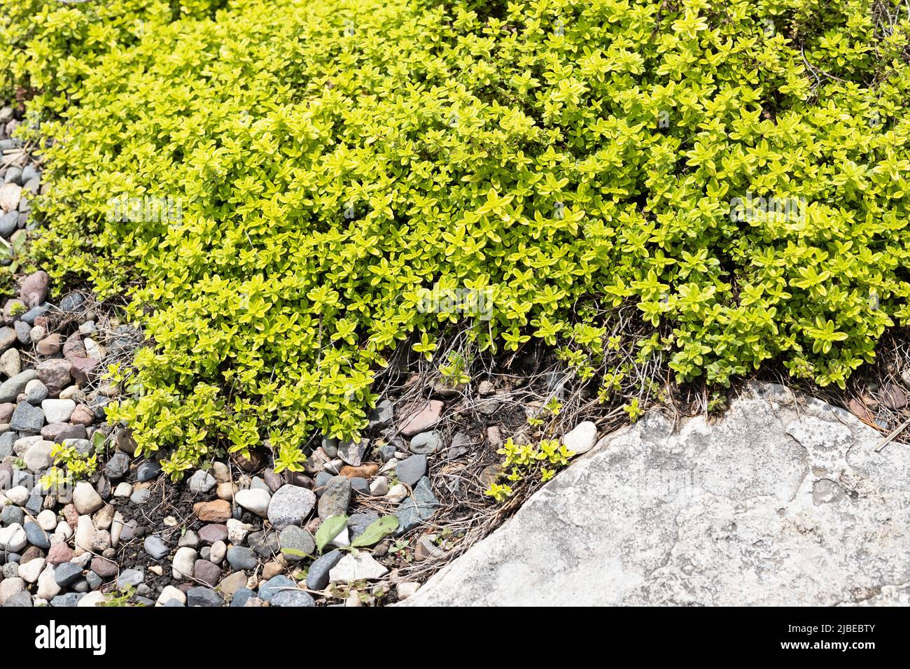 Thymus aureus hi-res stock photography and images - Alamy