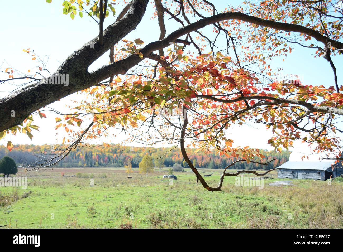 Autumn in country setting with country road Stock Photo - Alamy